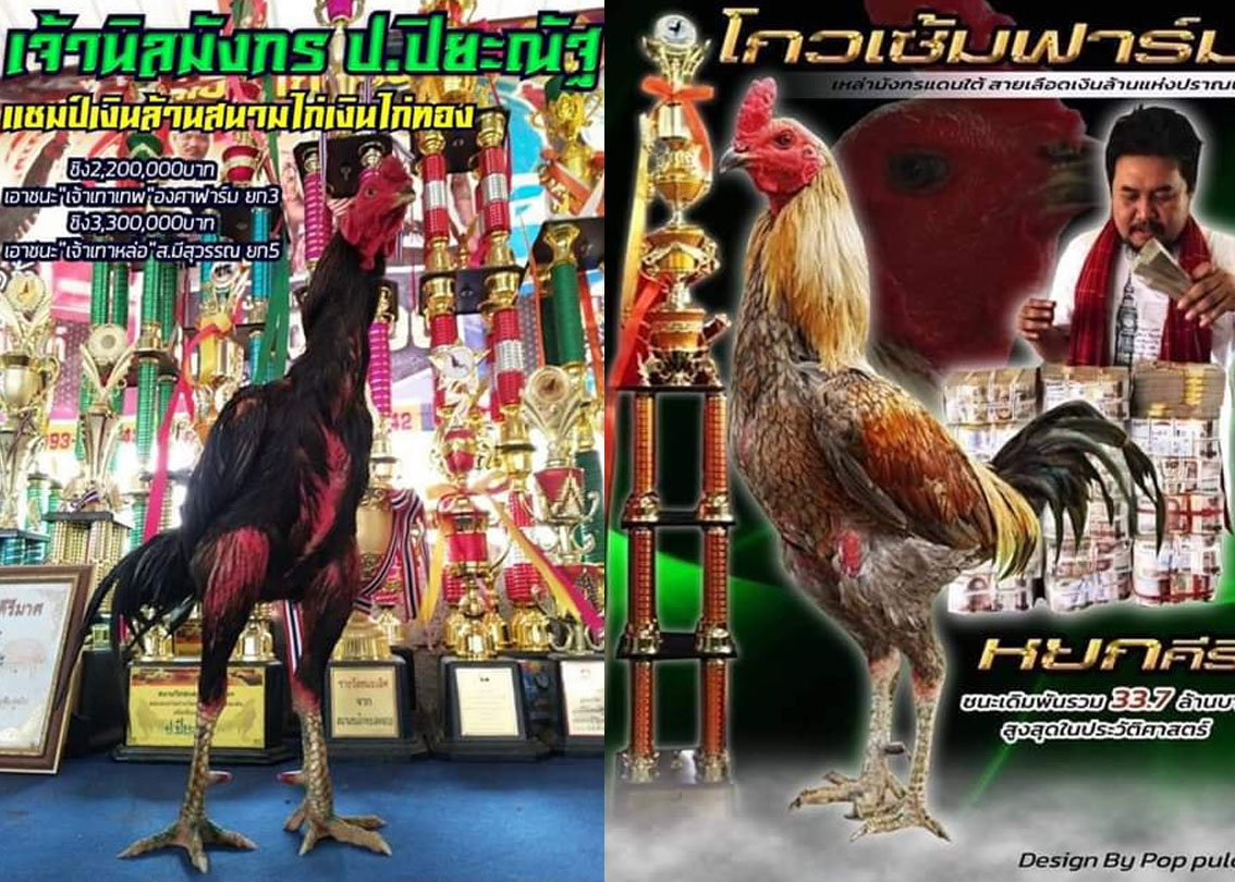 LE MUAY THAI ET LES COMBATS DE COQ - SIAM FIGHT MAG