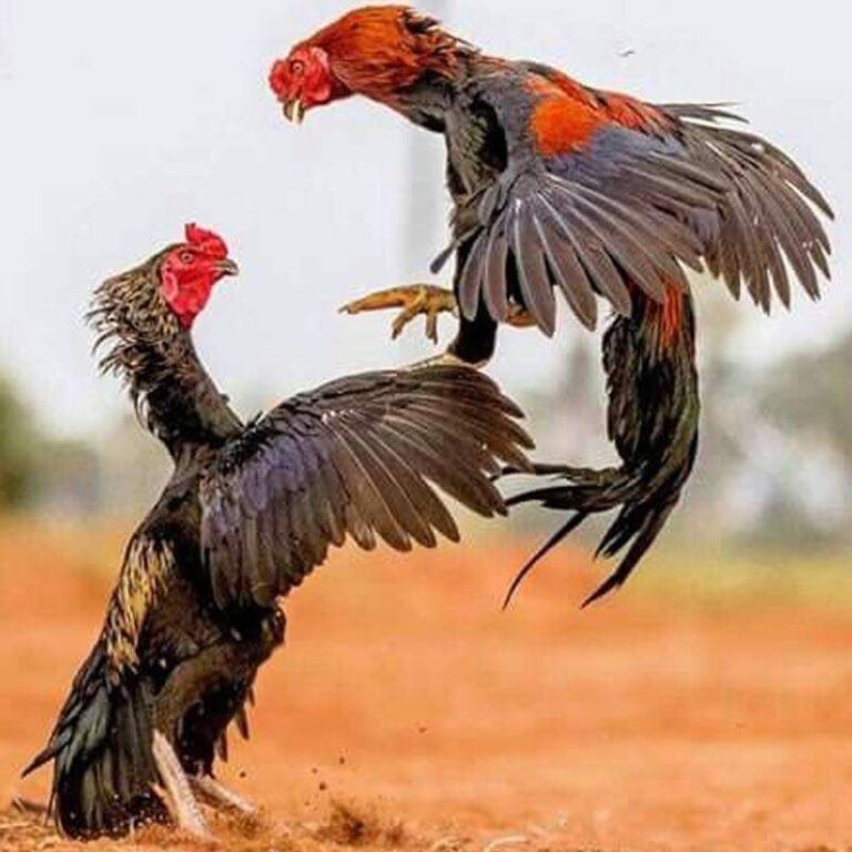 LE MUAY THAI ET LES COMBATS DE COQ - SIAM FIGHT MAG