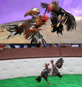 LE MUAY THAI ET LES COMBATS DE COQ - SIAM FIGHT MAG